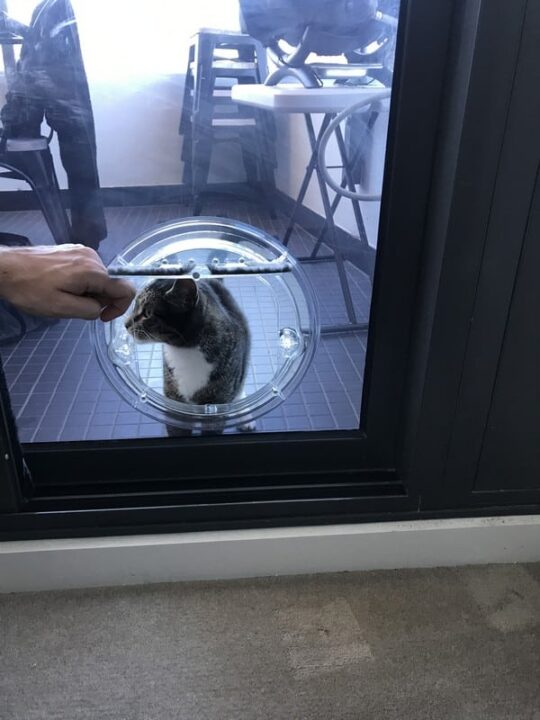 Cat Glass Doors & Installation - Sydney Paws Petdoor